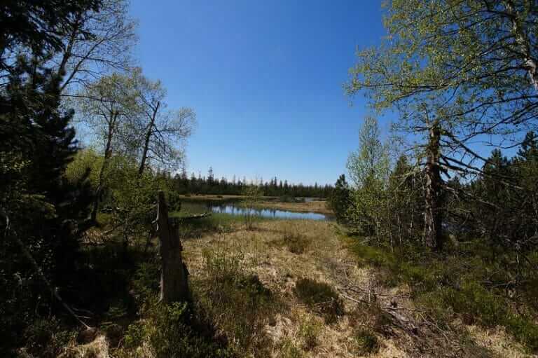Eine Wanderung durch das Hochmoor bei Kaltenbronn
